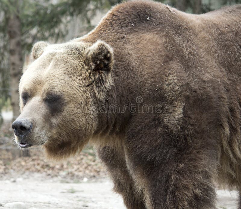 Female Grizzly Bear Standing Stock Image - Image of huge, beast: 110429809
