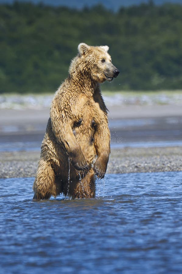 Large Grizzly Bear Standing in Water, Gazing To the Side Stock Photo - Image of formidable ...