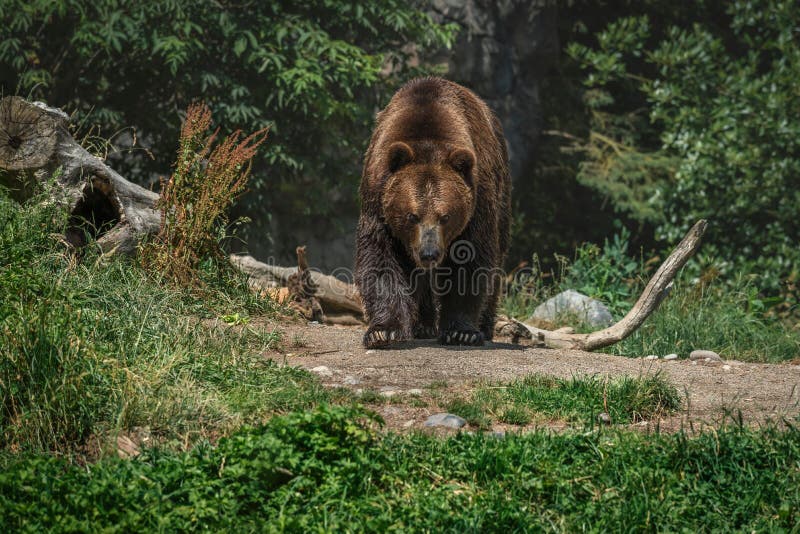 Large Grizzly Bear Walking on a Path with Trees in the Background Stock ...