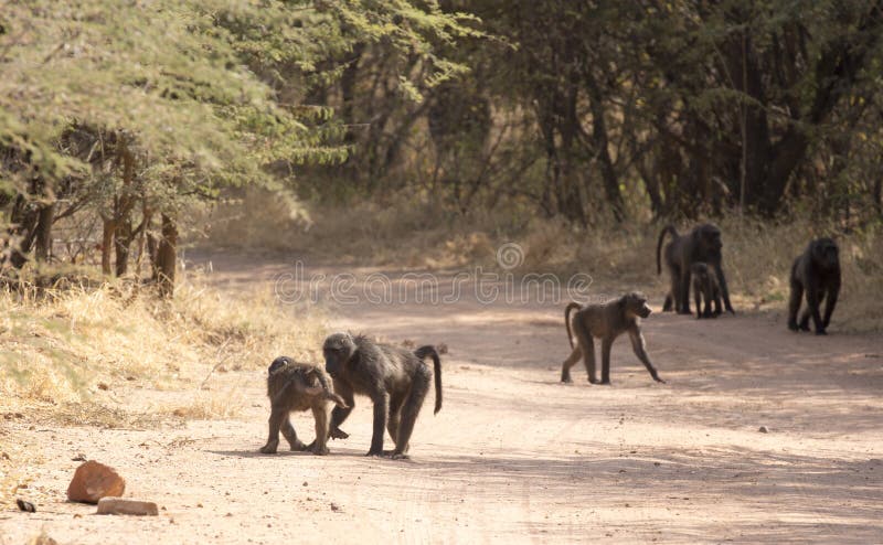 Large Group of Baboons in Namibia Stock Photo - Image of funny, africa ...