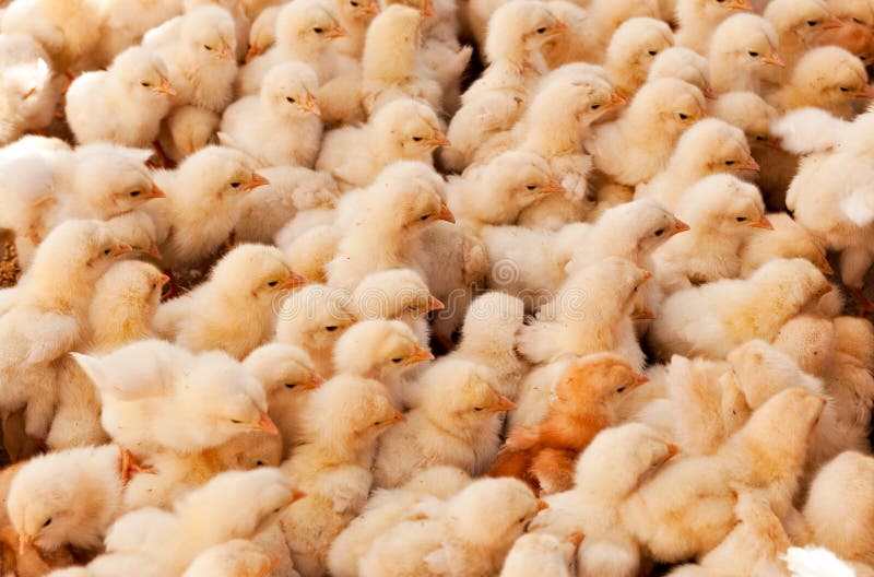 Large Group of Baby Chicks stock image. Image of domestic - 23134801