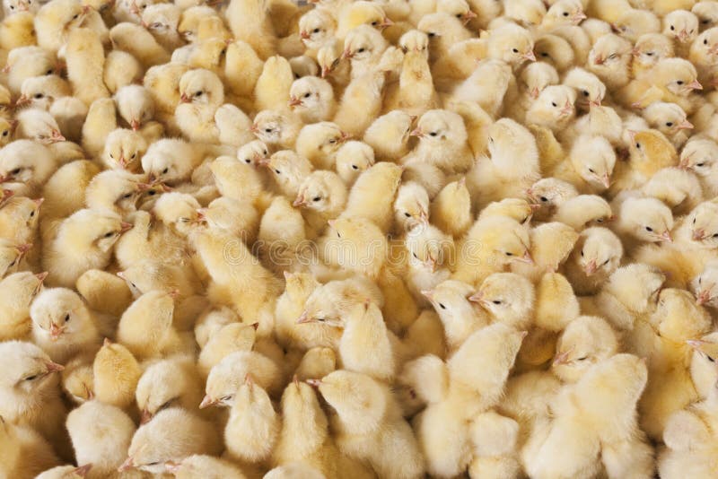 Large Group of Baby Chicks on Chicken Farm Stock Photo - Image of ...