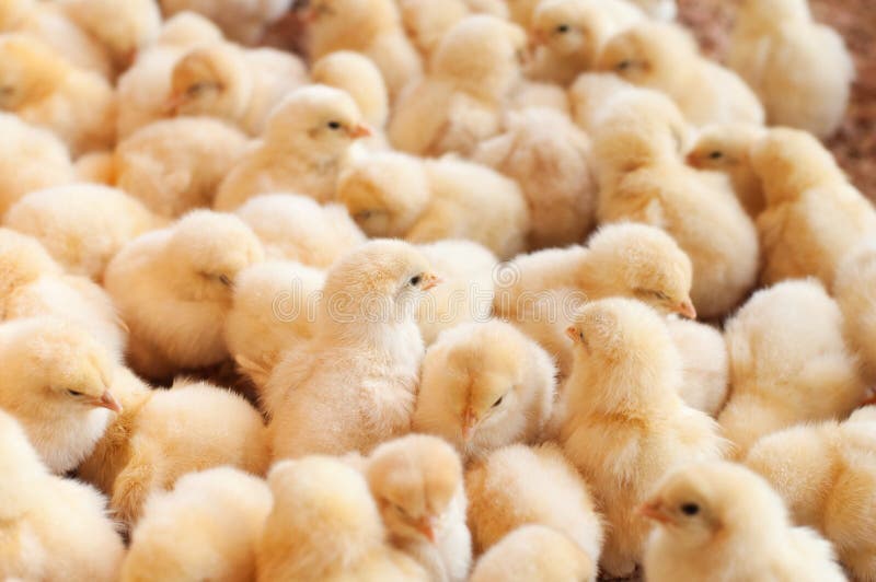 Large group of baby chicks stock image. Image of beautiful - 93534045