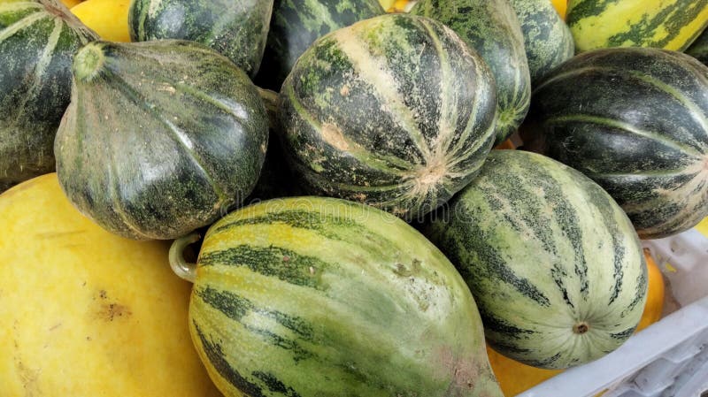 Golden cucumber fruit stock photo. Image of lalapan - 111755354