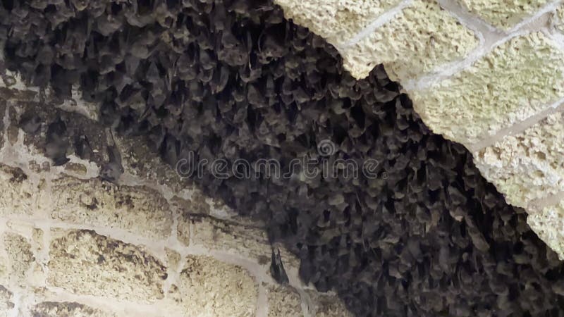 Large Group of Bats in Passage Amidst Stone Walls Stock Footage - Video ...