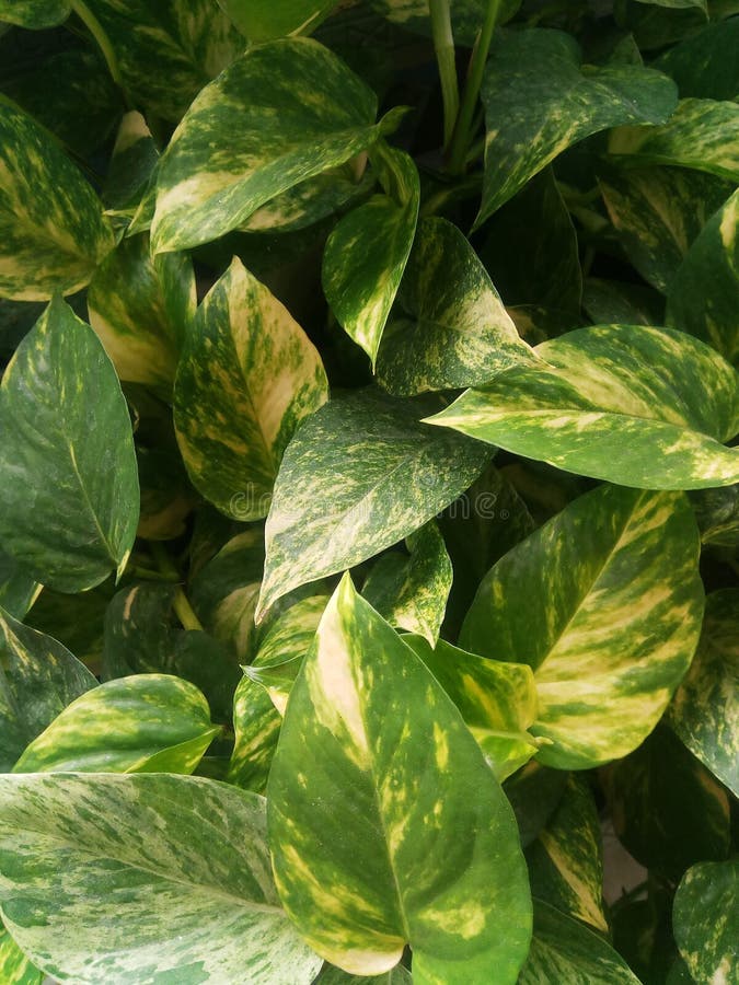 Large Group of Betel Ivory Leaf Stock Image - Image of vegetable, large ...