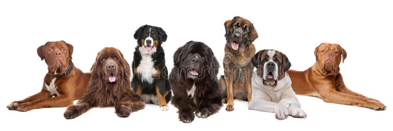 Large group of big dogs stock photo. Image of background - 17343568