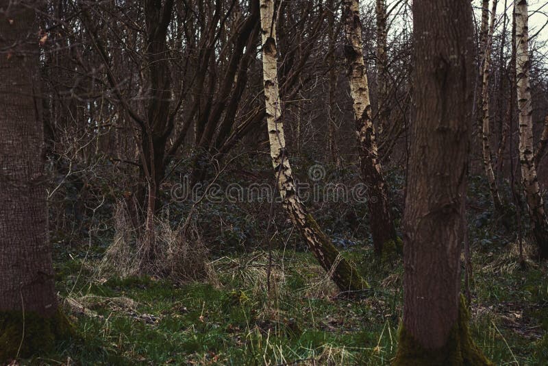 Forest Wide Angle Lens View Stock Image - Image of natural, outdoor ...