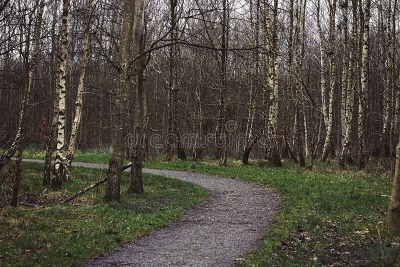 Forest Wide Angle Lens View Stock Image - Image of natural, outdoor ...