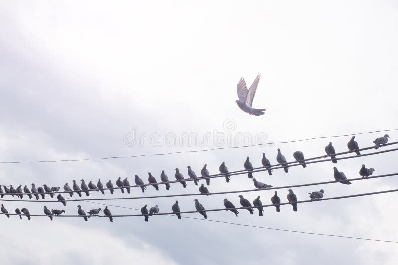 A Large Group of Birds Live on High-voltage Lines in the Sky Stock ...