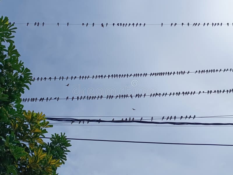 Large Group of Birds Perched on Power Lines at Midday Stock Image ...