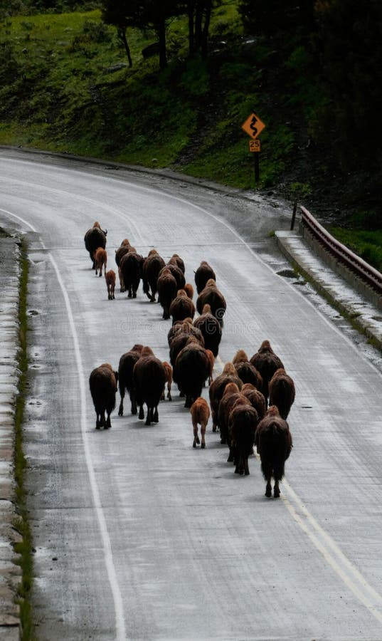 Large Group of Bison Walking on a Highway Road Stock Image - Image of ...