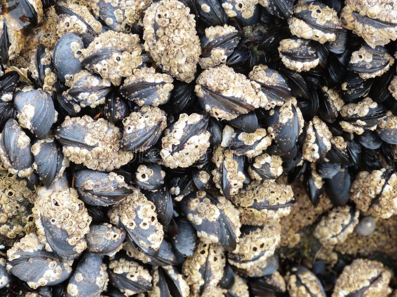 Large Group of Black Shells Stock Image - Image of marine, pattern ...