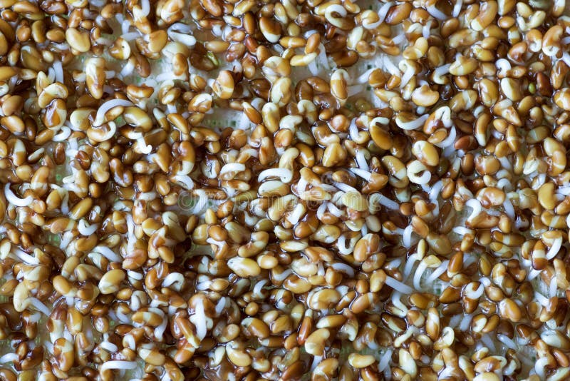 Alpha-alpha sprouts stock image. Image of natural, green - 12147061