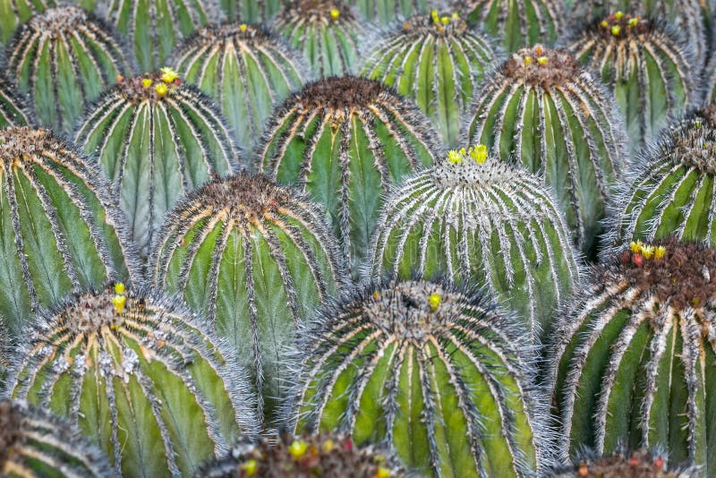 Large Group of Cactus Plants Pattern, Natural Background Stock Image ...