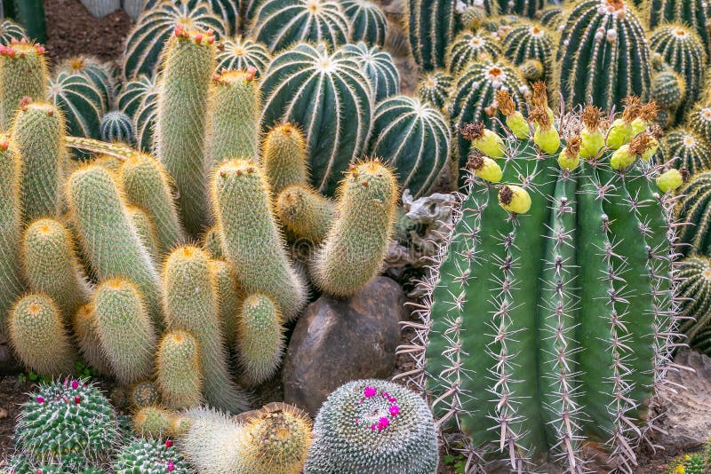Large Group of Cactus Plants Pattern, Natural Background Stock Image ...
