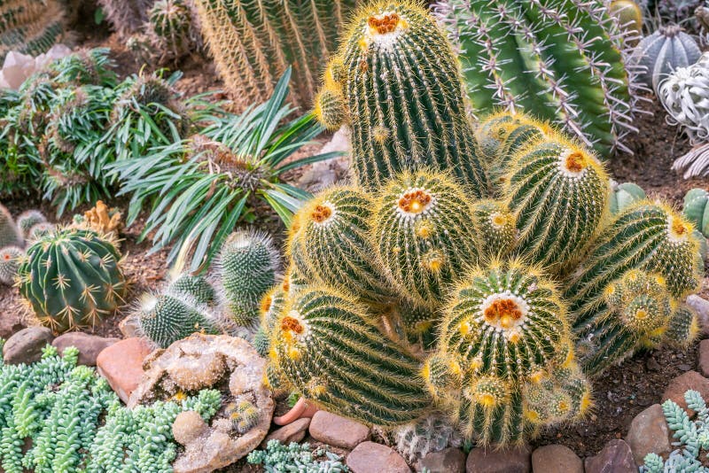 Large Group of Cactus Plants Pattern, Natural Background Stock Photo ...