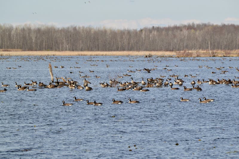 Large Group of Canada Geese (Branta Canadensis) Swimming in Lake at ...