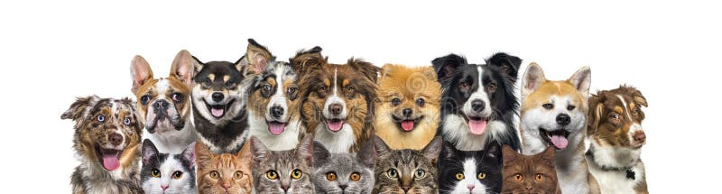 Large Group of Cats and Dogs Looking at the Camera, Banner Isolated on ...