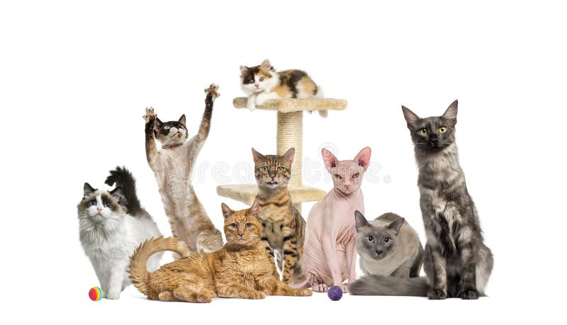 Large Group of Cats Posing Together Around Cat Tree Stock Photo - Image ...