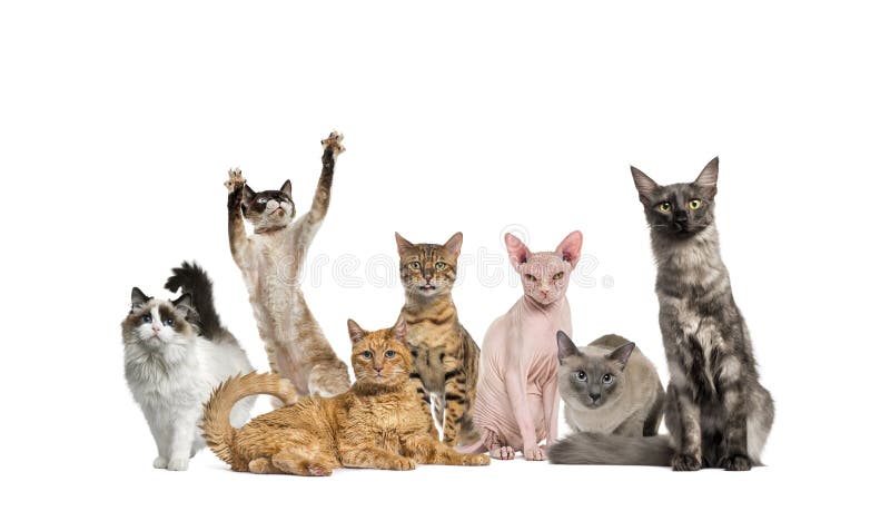 185 Seven Domestic Cats Stock Photos - Free & Royalty-Free Stock Photos ...