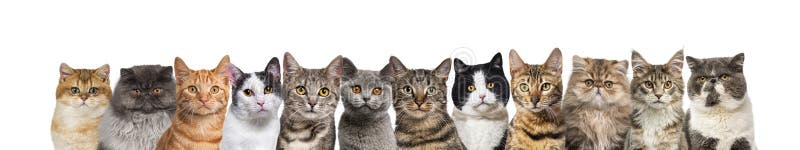 Large Group of Cats Together in a Row Looking at the Camera Isolated on ...