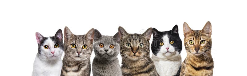 Large Group of Cats Together in a Row Looking at the Camera Isolated on ...