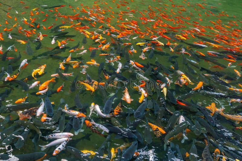 Large Group of Colorful Koi Fish Swimming in the Pool Stock Image ...