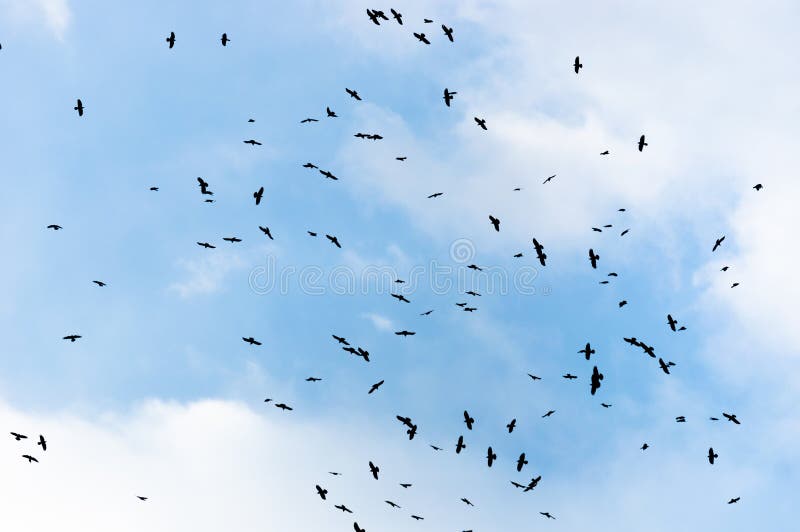 A large group of crows stock image. Image of group, blue - 26513609