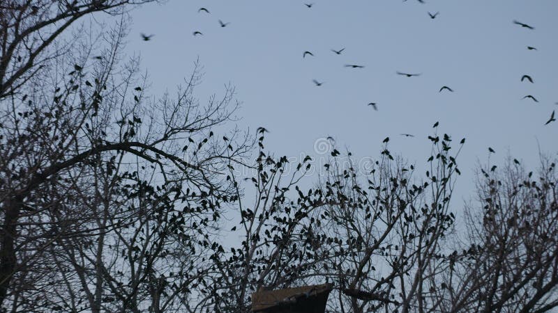 Crows Filmed Late at Night on the Branches of a Tree Stock Video ...