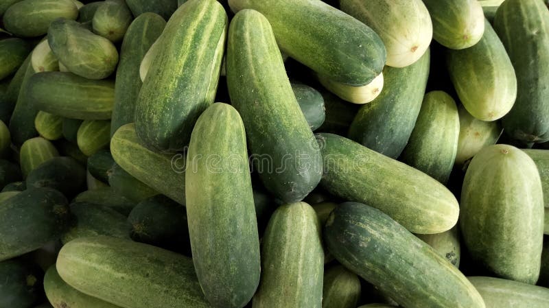 Large Group of Cucumber in the Market Stock Image - Image of gourd ...
