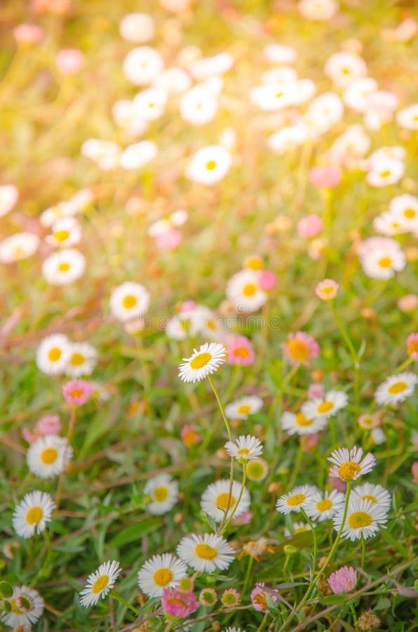 Large group of Daisies stock image. Image of nature, growing - 48484757