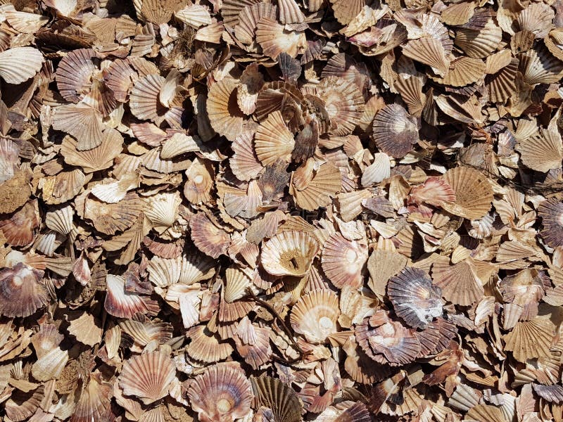 Hundreds of Discarded Scallop Shells Stock Image - Image of used ...