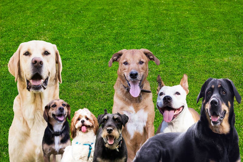 Large Group of Dogs Looking at the Camera on Green Grass Background ...