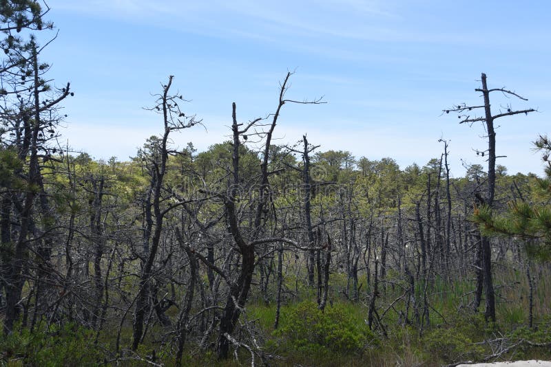 Large Group of Dry Dead Trees on the Cape Stock Photo - Image of trees ...