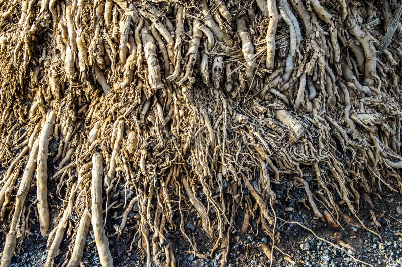 Small roots of the field stock photo. Image of plant - 118935468