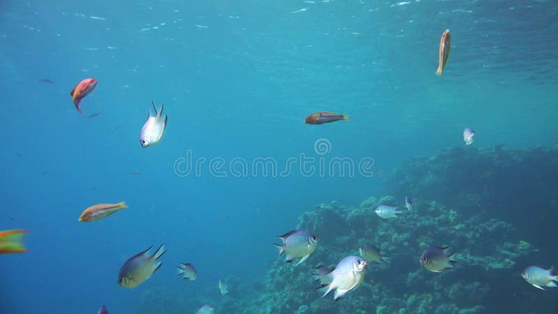 A Large Group of Fish Swim in the Red Sea Stock Footage - Video of fish ...