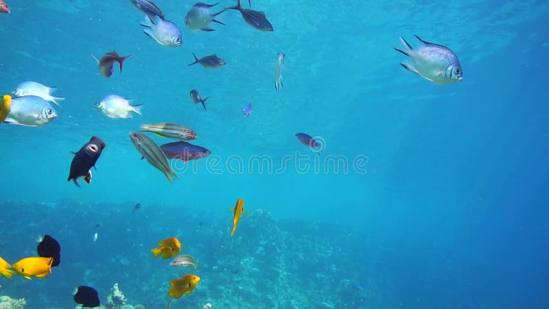A Large Group of Fish Swim in the Red Sea Stock Footage - Video of ...
