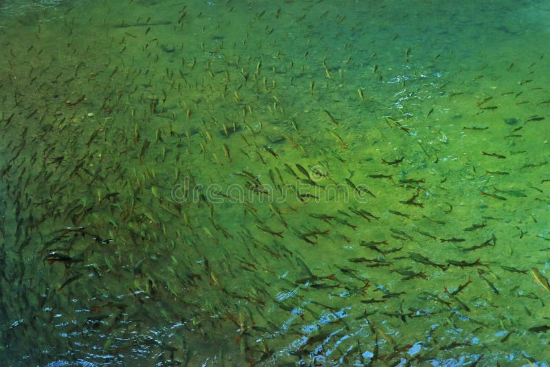 Large Group of Fish Swimming in the Pond Stock Image - Image of natural ...