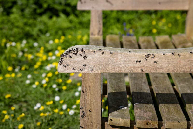 Flies on a Park Bench in the Springtime Stock Photo - Image of flies ...