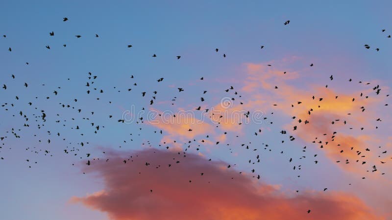 A Large Group of Flying Crows, Filmed in 4k Stock Footage - Video of ...