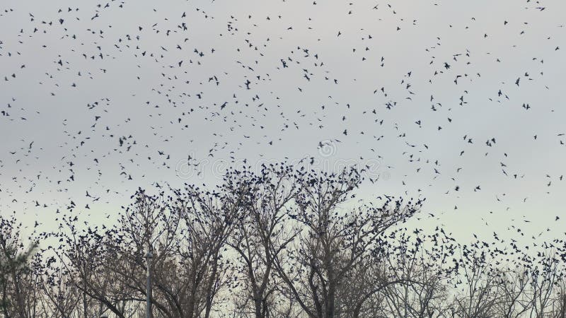 A Large Group of Flying Crows, Filmed in 4k Stock Footage - Video of ...