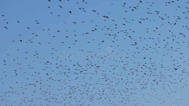 A Large Group of Flying Crows, Filmed in 4k Stock Footage - Video of ...