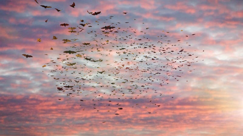 Giant Group of Flying Bats, Mega Bats in the Sky Stock Photo - Image of ...