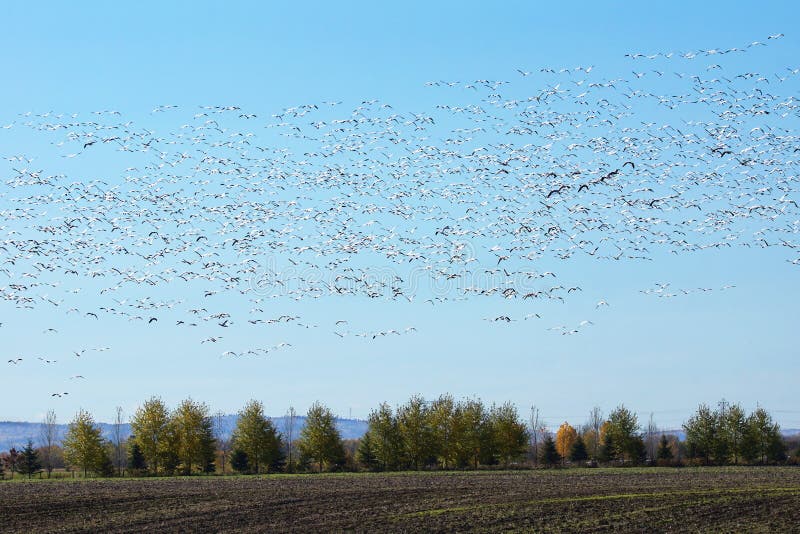 Large Group of Flying Snow Geese Stock Image - Image of chen ...