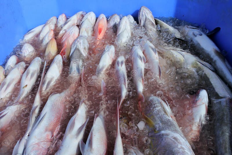 Many Fresh Fish in Ice Inside a Container Stock Photo - Image of fresh ...