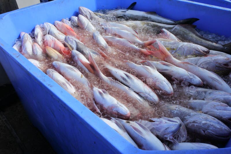 Many Fresh Fish in Ice Inside a Container Stock Photo - Image of food ...