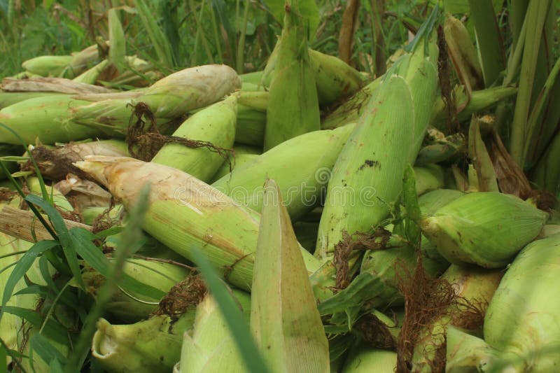 A Large Group of Freshly Harvested Corns Stock Image - Image of healthy ...