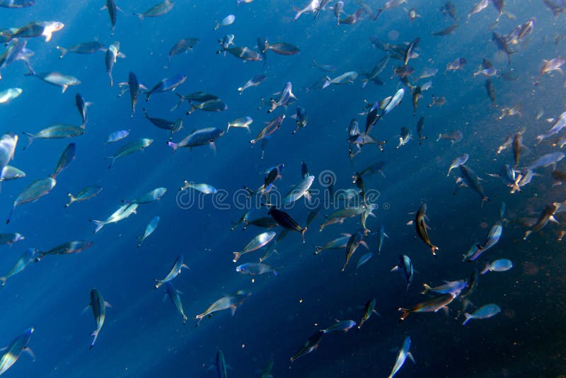 Large Group of Fusiliers Fish Stock Image - Image of fish, blue: 255094881