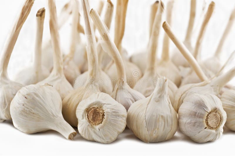 Large group of garlic stock photo. Image of harvesting - 37722718